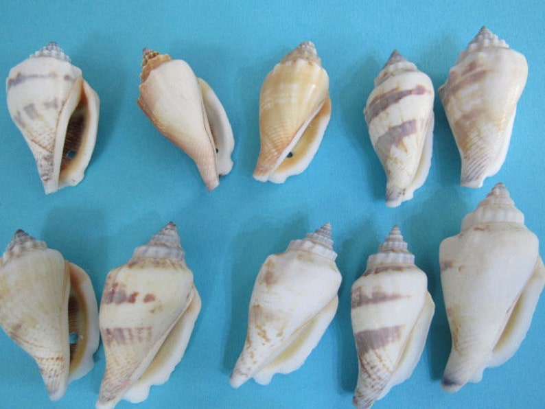 Pre-drilled Seashells Set of 25 Brown and White Chula Shells - Etsy