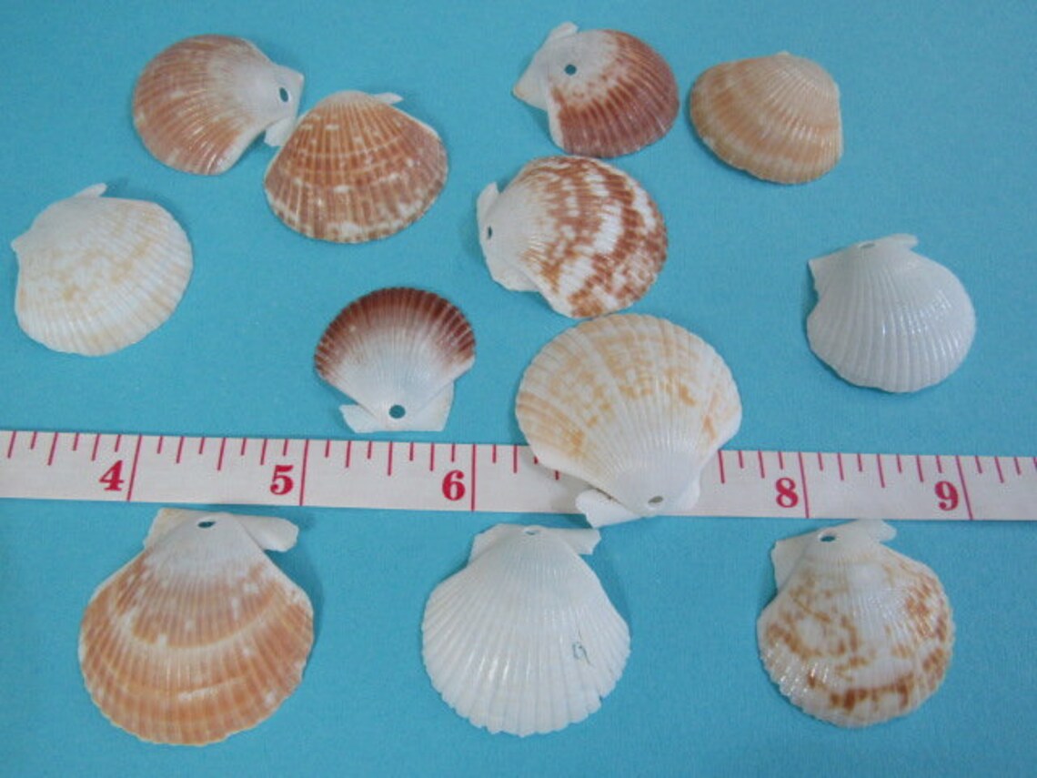 Small Drilled Craft Seashells, Set of 24 Orange, Brown and White Cup ...