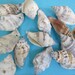 50 White Ark Seashells, Under 1 Inch - Etsy