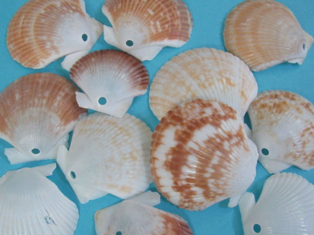 Small Drilled Craft Seashells, Set of 24 Orange, Brown and White Cup ...