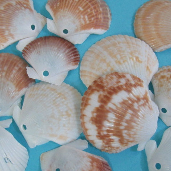 Craft Seashells - Etsy
