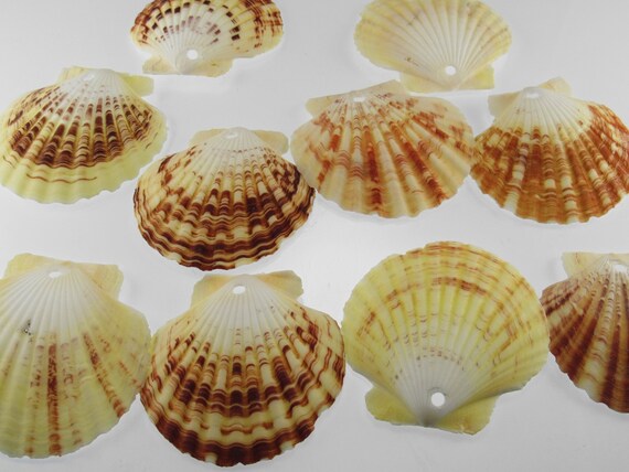50 Drilled Scallop Shells | Etsy