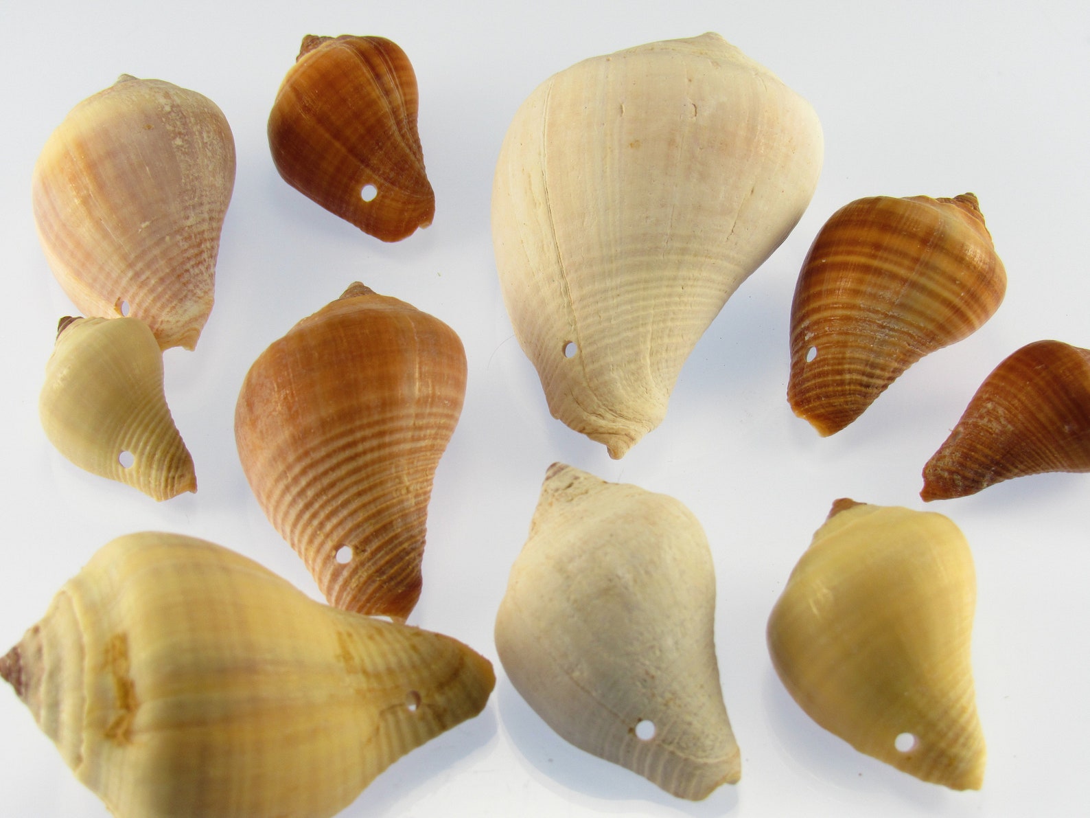 Drilled Pear Shaped Seashells Set of 10 Pyrula Shells with | Etsy