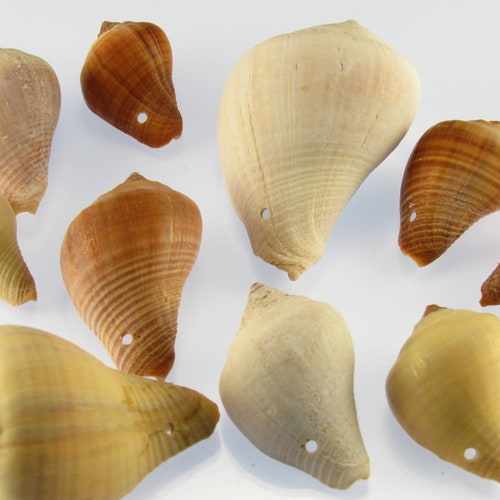 Pre-drilled Seashells Set of 25 Brown and White Chula Shells - Etsy