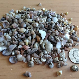 Tiny Seashell Assortment, 1/8 to 1 Inch, One 3" X 4" Bag - Etsy