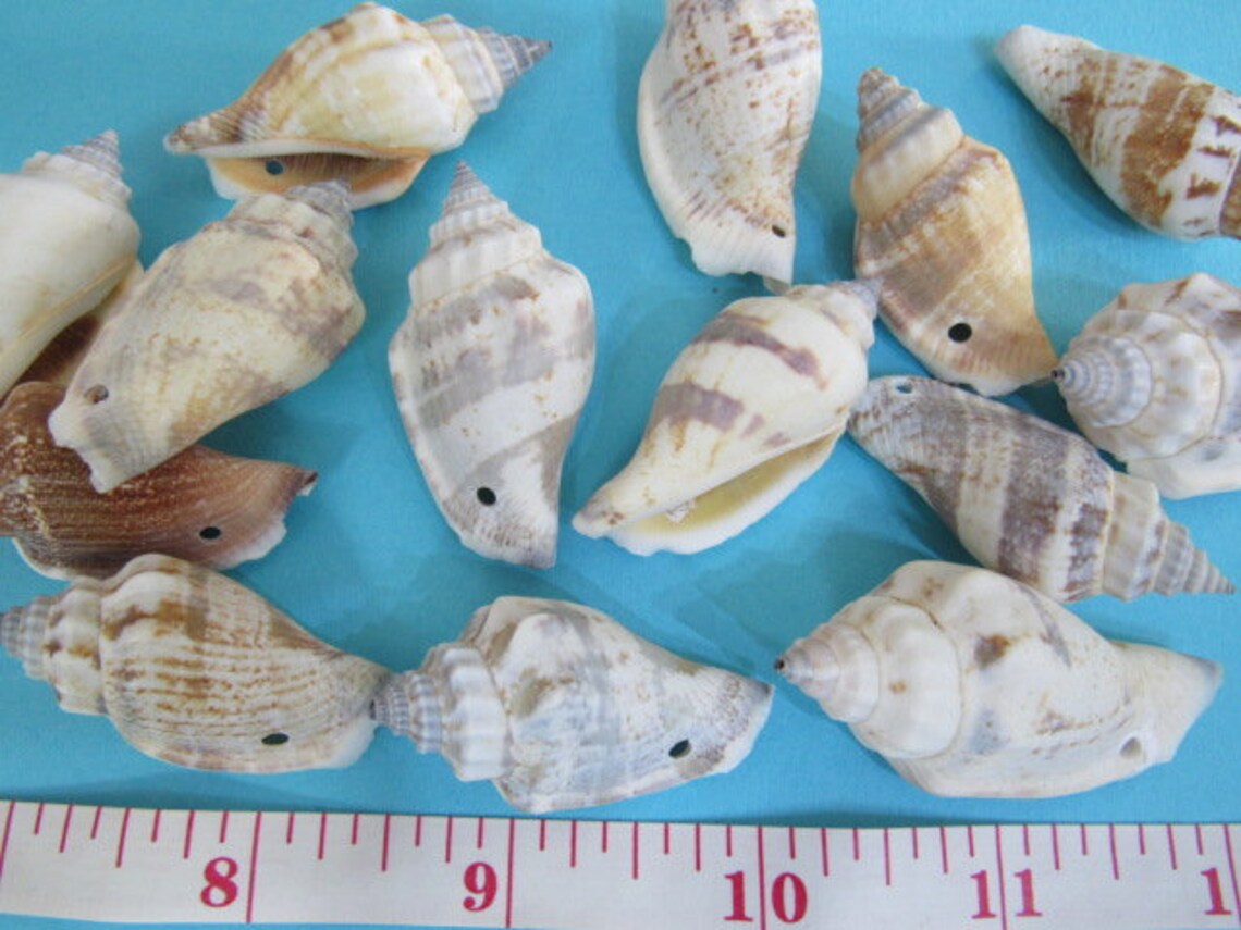 Pre-drilled Seashells, Set of 25 Brown and White Chula Shells With ...