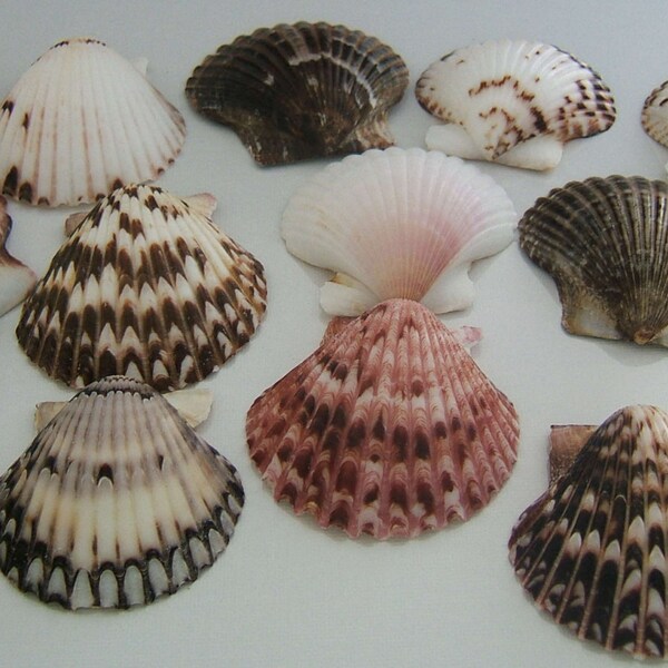 Calico Scallop Shell - Etsy