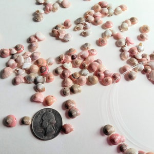Tiny Pink Drilled Snail Shells, Set of 25 Assorted Pink Umbonium ...