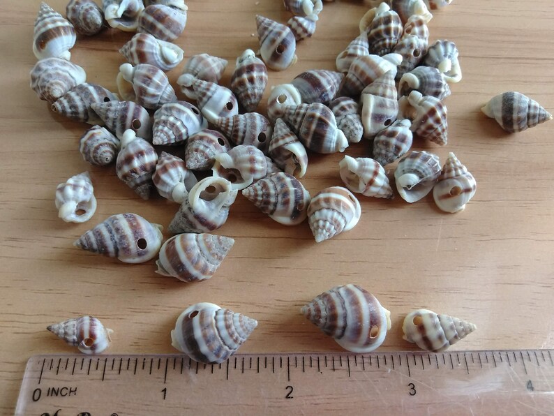 25 Drilled Small Seashells Nassarius Phyrus Shells With Holes - Etsy
