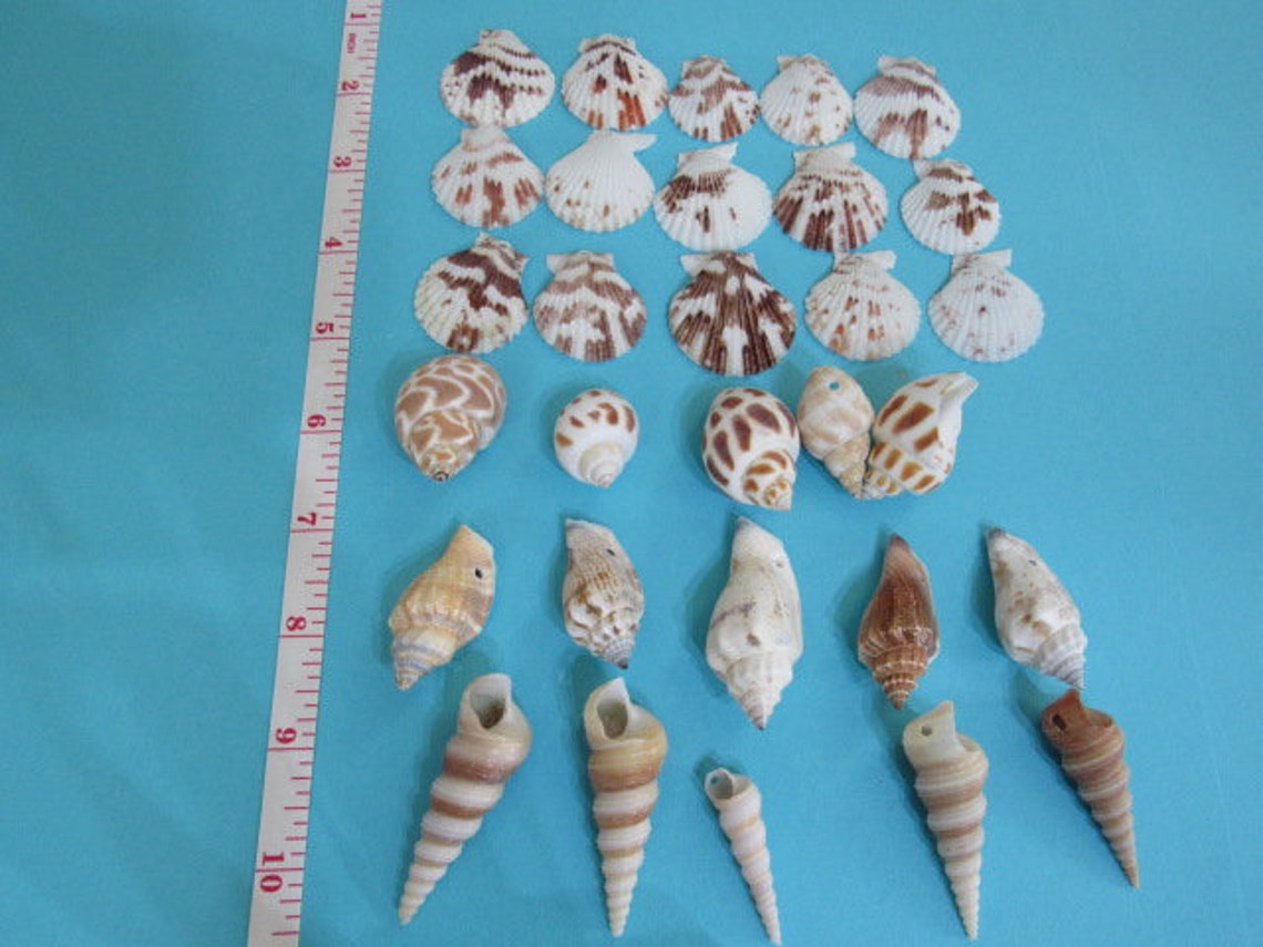 Drilled Seashells, Set of 45 Assorted Seashells With Holes, Make Your ...