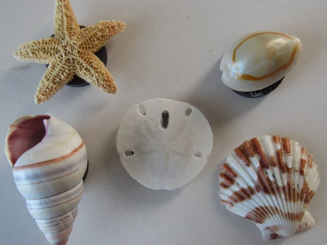 Refrigerator Magnets, Set of 5 Seashell Magnets, Office Note Holders ...