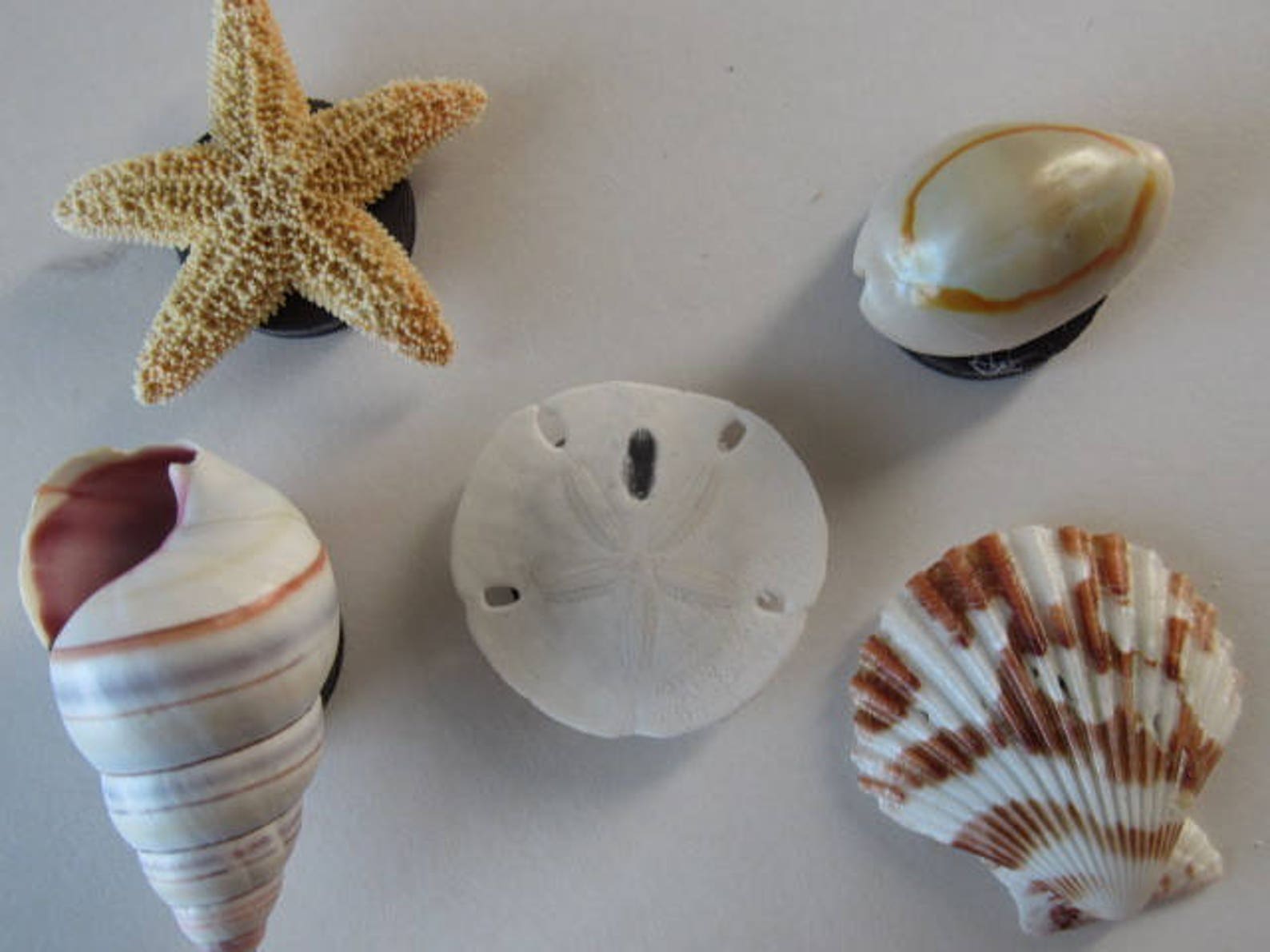 Refrigerator Magnets, Set of 5 Seashell Magnets, Office Note Holders ...