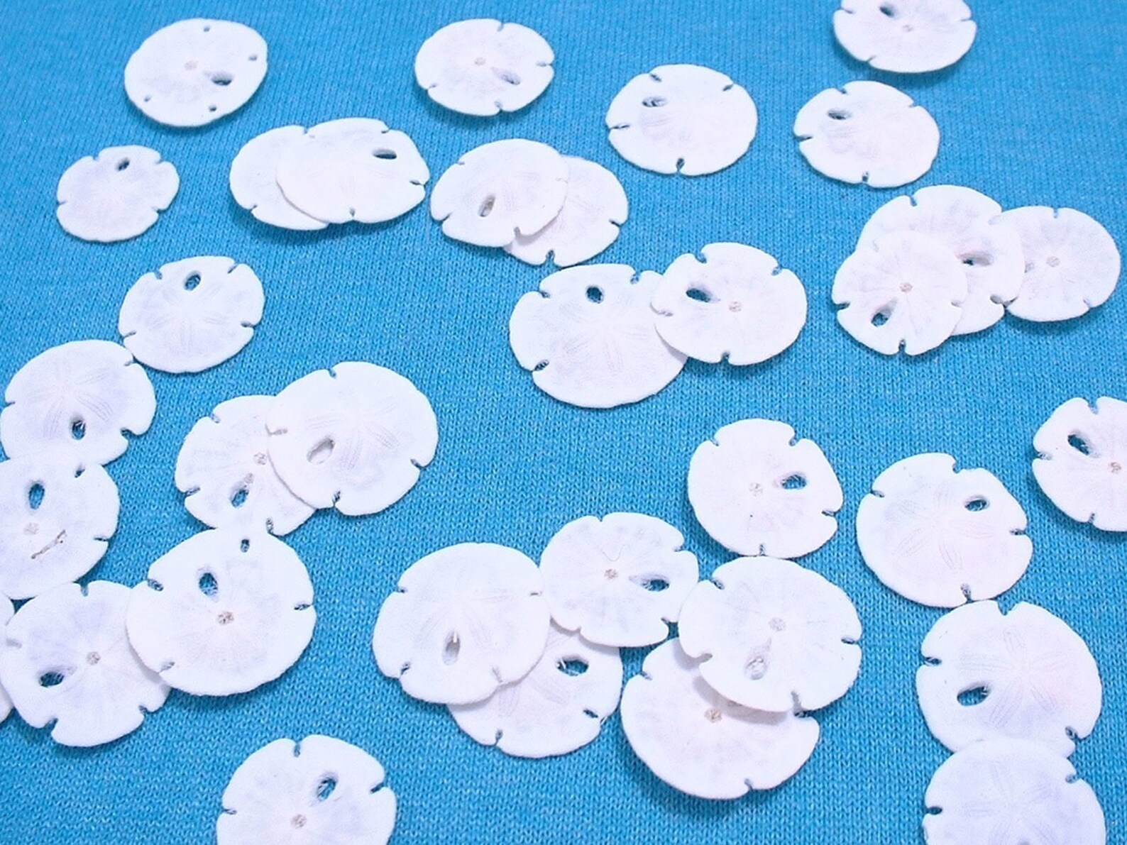 Small Sand Dollars Set of 10 White Florida Sand Dollars | Etsy