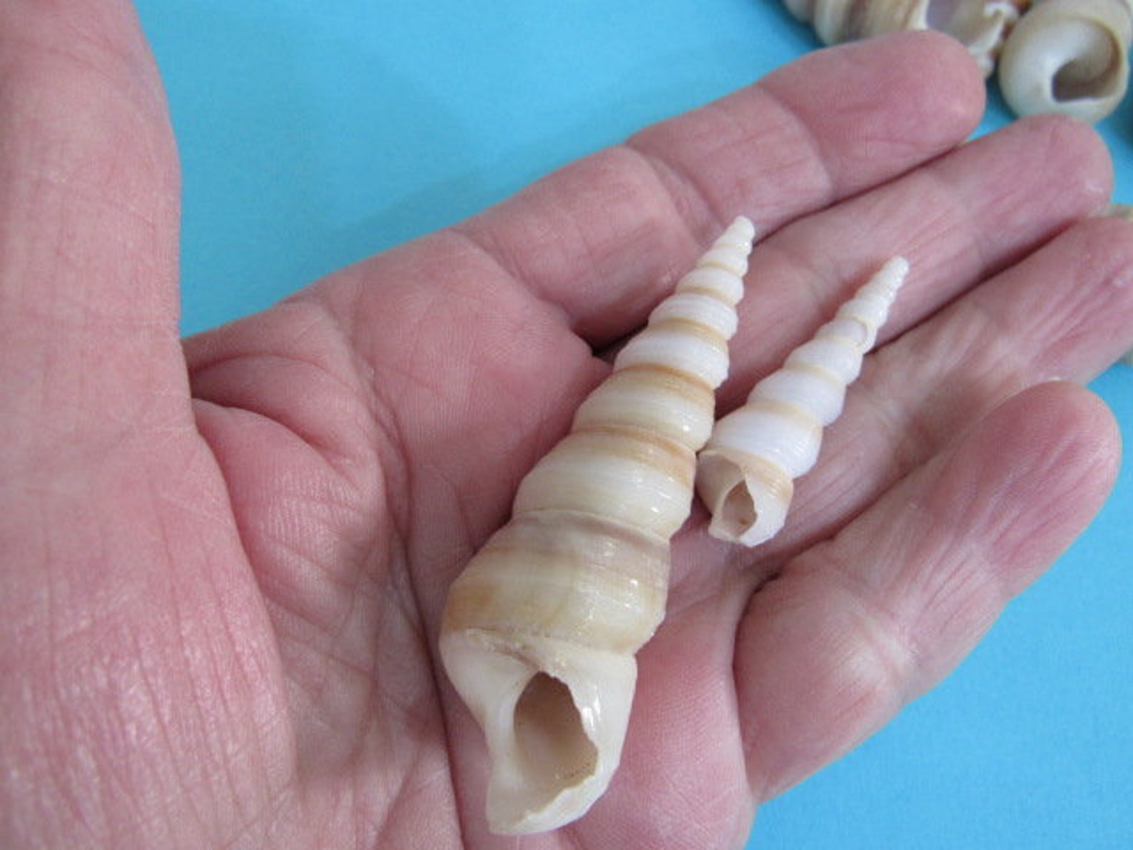 Drilled Spiral Shells, Set of 25 Brown and White Turretella Seashells ...