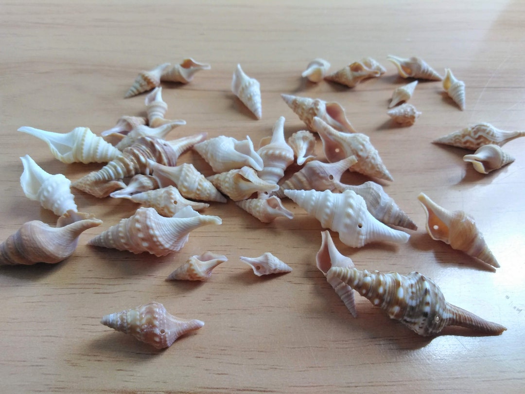 Tiny Drilled Seashells for Jewelry Making, Assorted Set of 25 Javanna ...