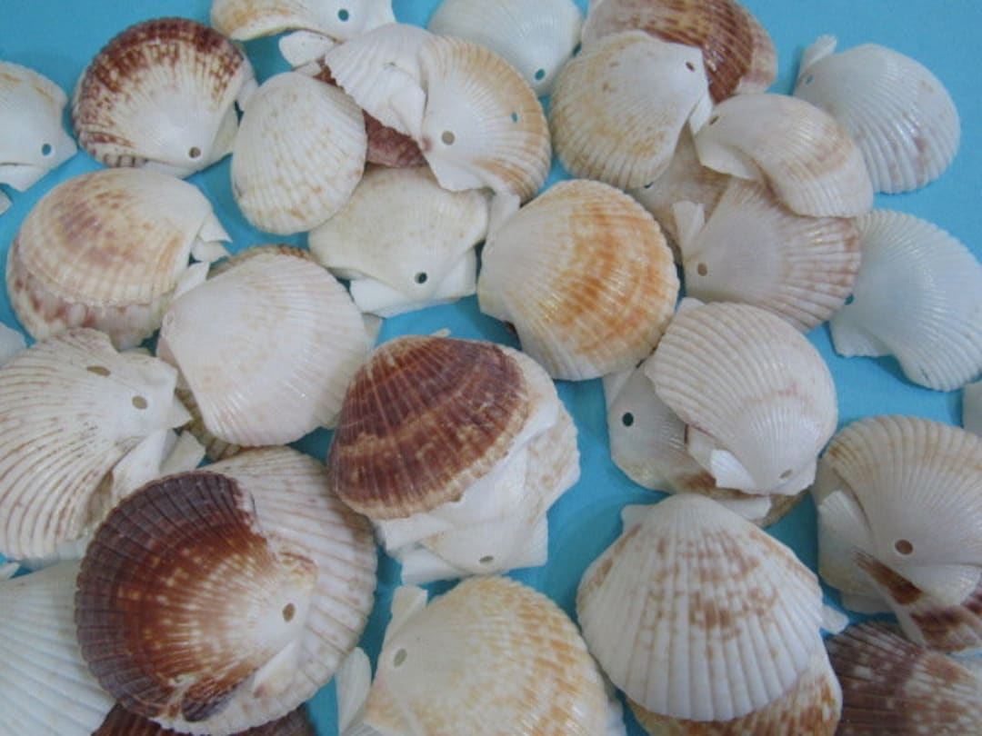 Pre-drilled Seashells, Set of 25 Orange, Brown and White Cup Shells ...