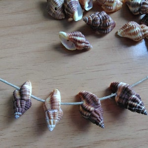 Tiny Drilled Seashells for Jewelry Making, Set of 10 Tiny Conch Shells ...