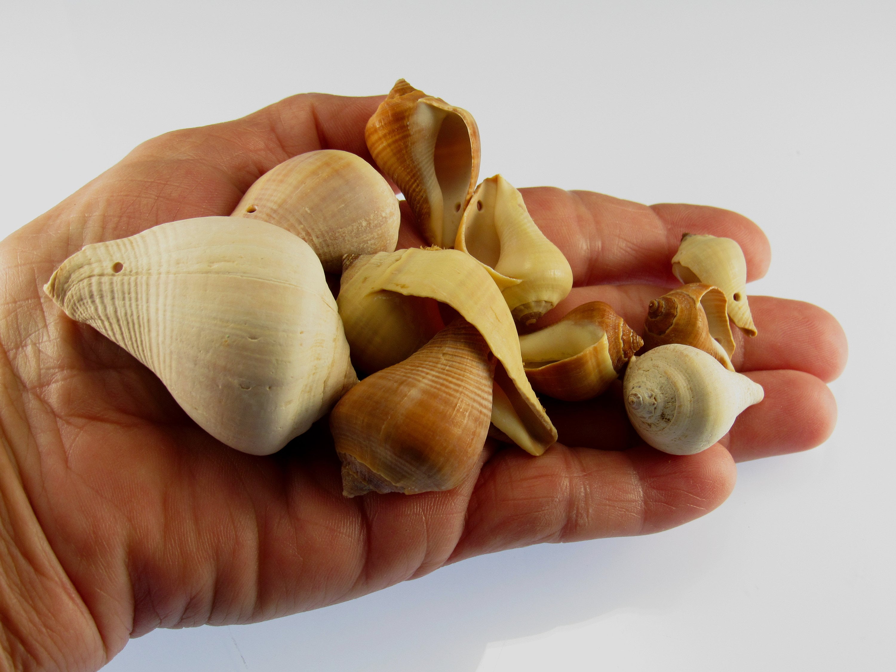 Drilled Pear Shaped Seashells Set of 10 Pyrula Shells with | Etsy