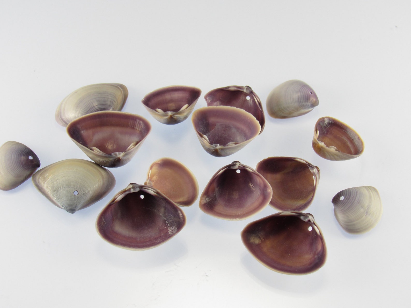 Small Drilled Purple Clam Seashells Set of 25 Shells With | Etsy