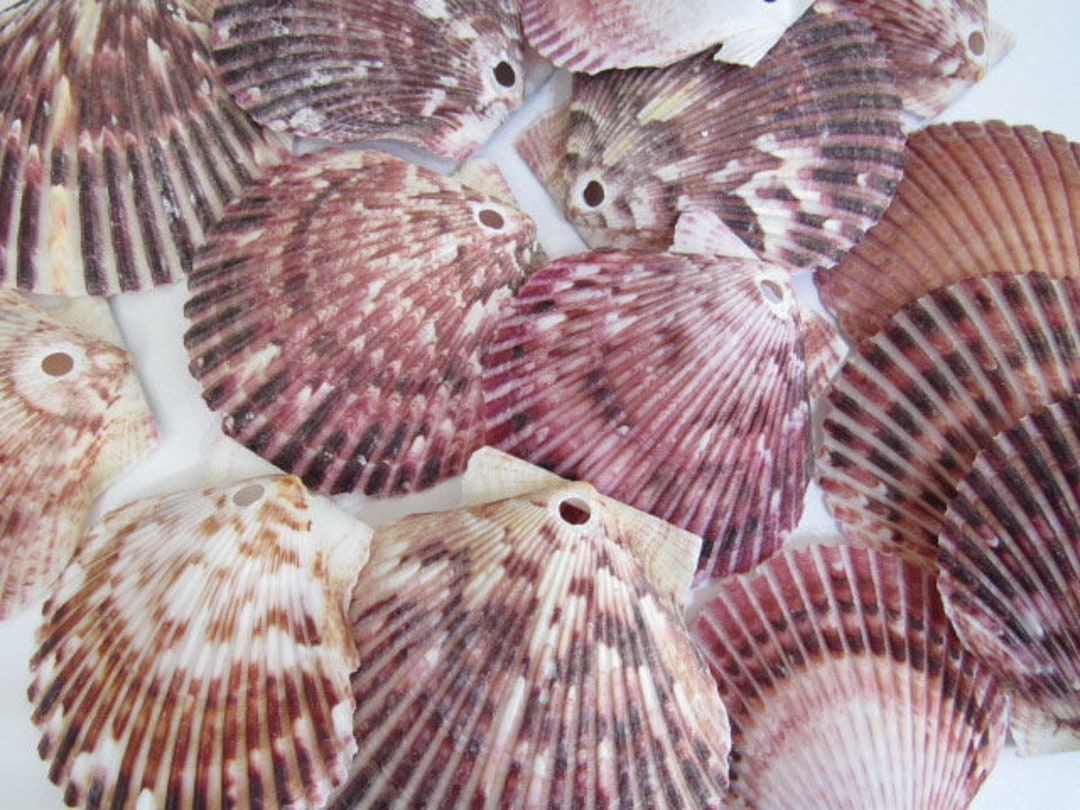 Drilled Pectin Seashells With Holes, Set of 10 Pectins, 2 to 2.75 Inch ...