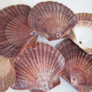 Drilled Shells With Holes, Set of 10 Mexican Flat Seashells, 2.5 to 3.5 ...