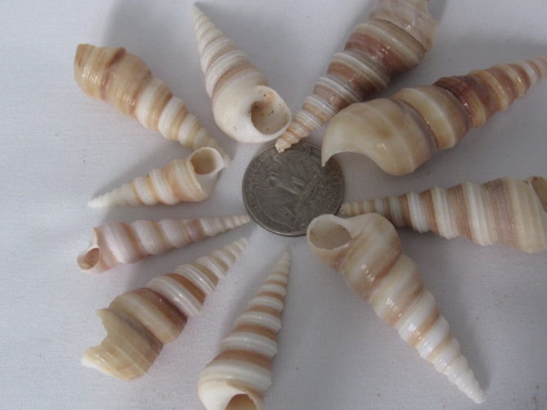 10 Spiral Shells, 1.5 to 3.5 Inch - Etsy