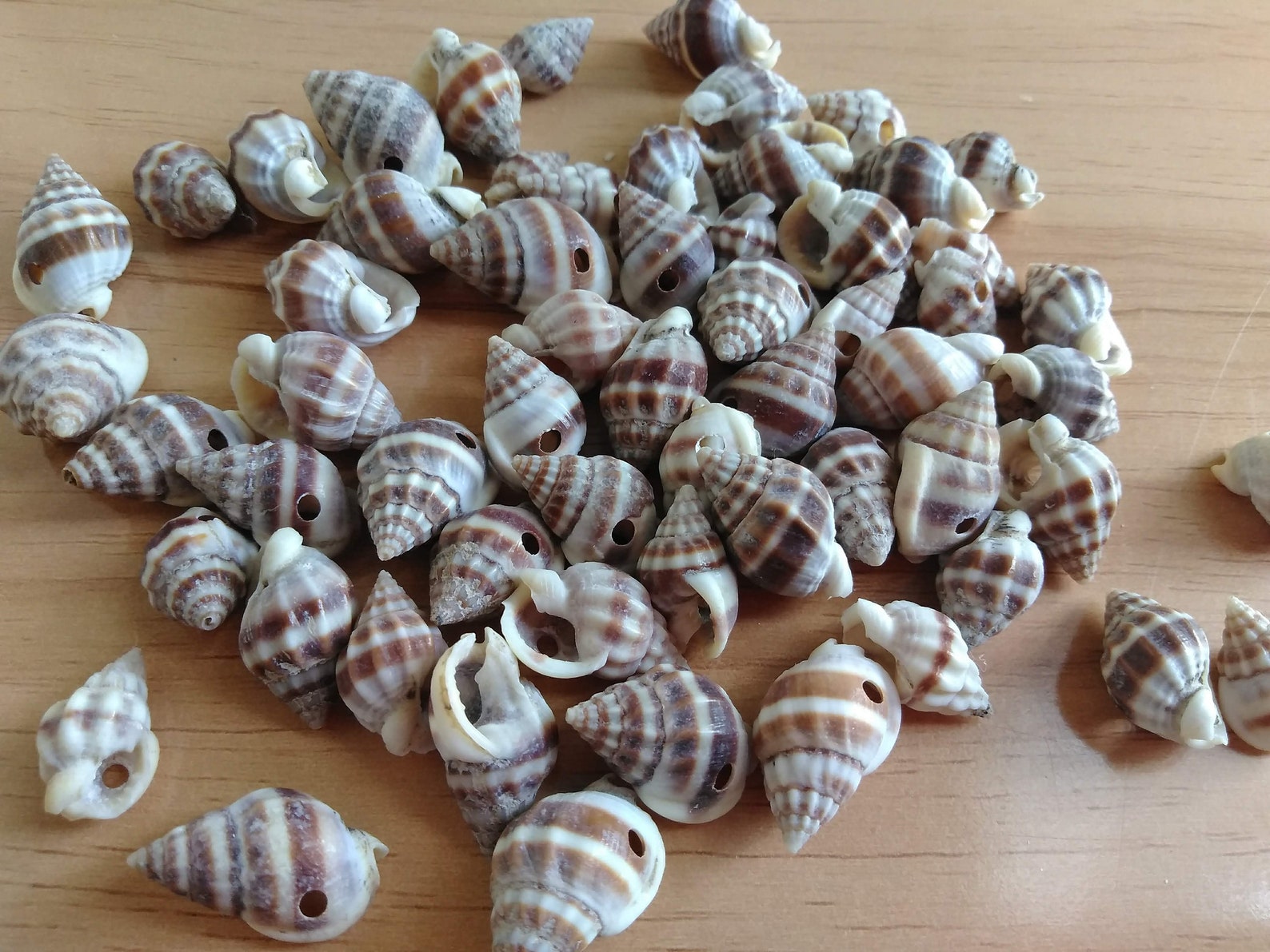 25 Drilled Small Seashells Nassarius Phyrus Shells With Holes - Etsy