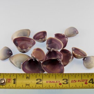 Small Drilled Purple Clam Seashells, Set of 25 Shells With Holes for ...