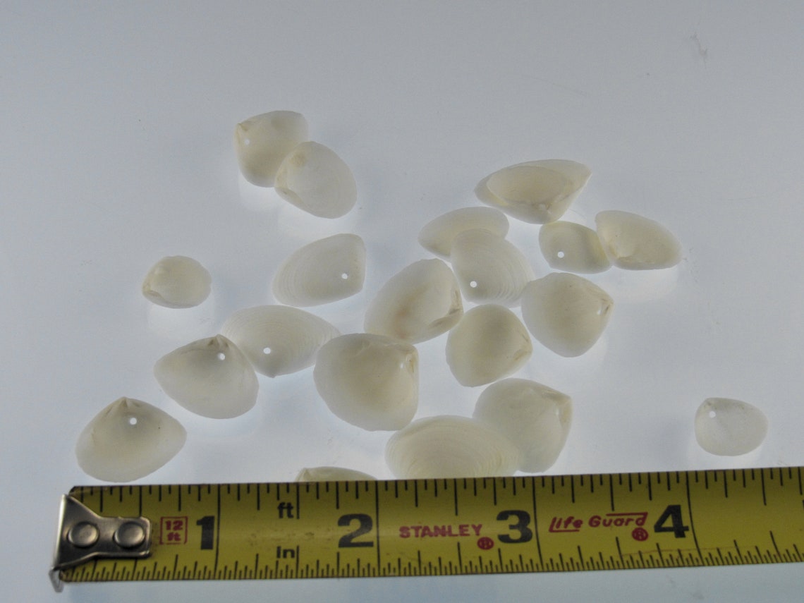 Small Drilled White Cay Cay Seashells Set of 25 Shells With | Etsy