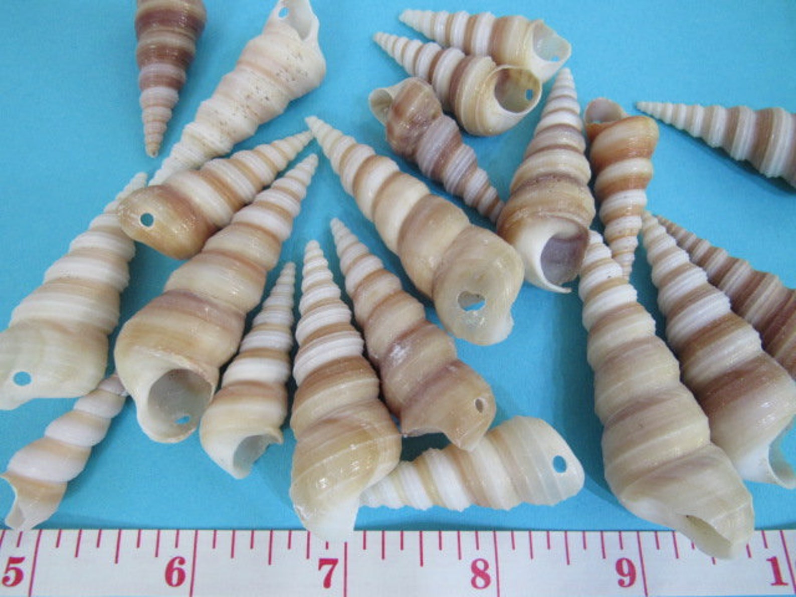 Drilled Spiral Shells, Set of 25 Brown and White Turretella Seashells ...