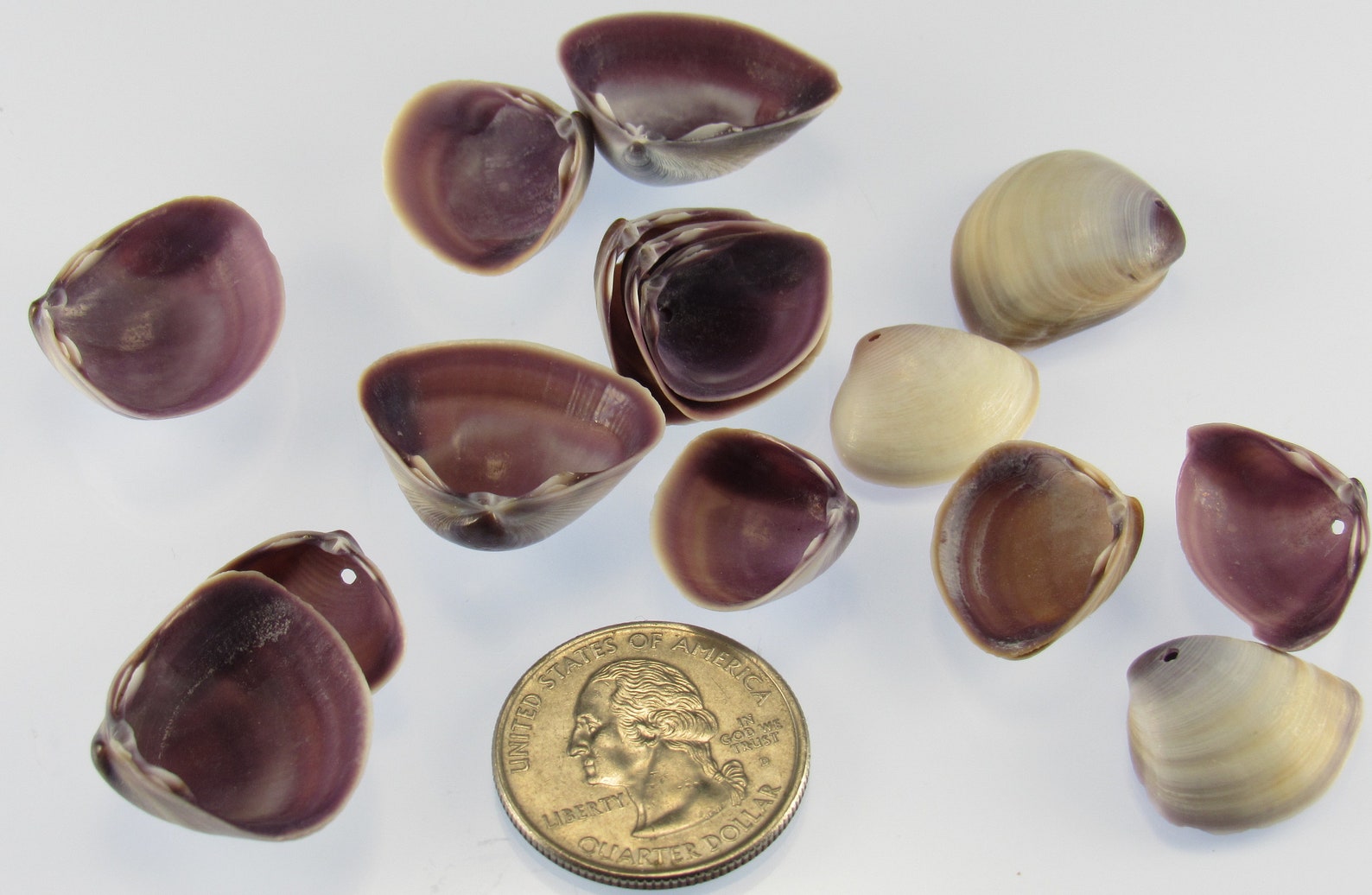 Small Drilled Purple Clam Seashells Set of 25 Shells With | Etsy