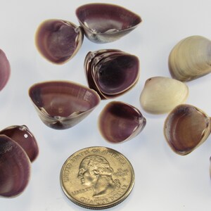 Small Drilled Purple Clam Seashells, Set of 25 Shells With Holes for ...