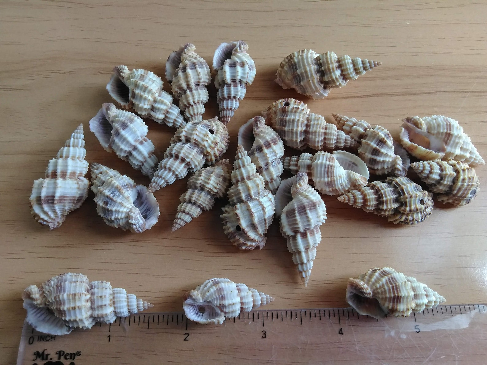 Small Drilled Thorny Conch Seashells, Set of 25 Shells, 1.25 to 1.75 - Etsy