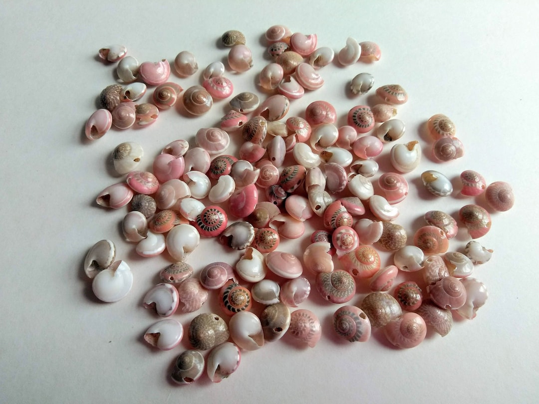 Tiny Pink Drilled Snail Shells, Set of 25 Assorted Pink Umbonium ...