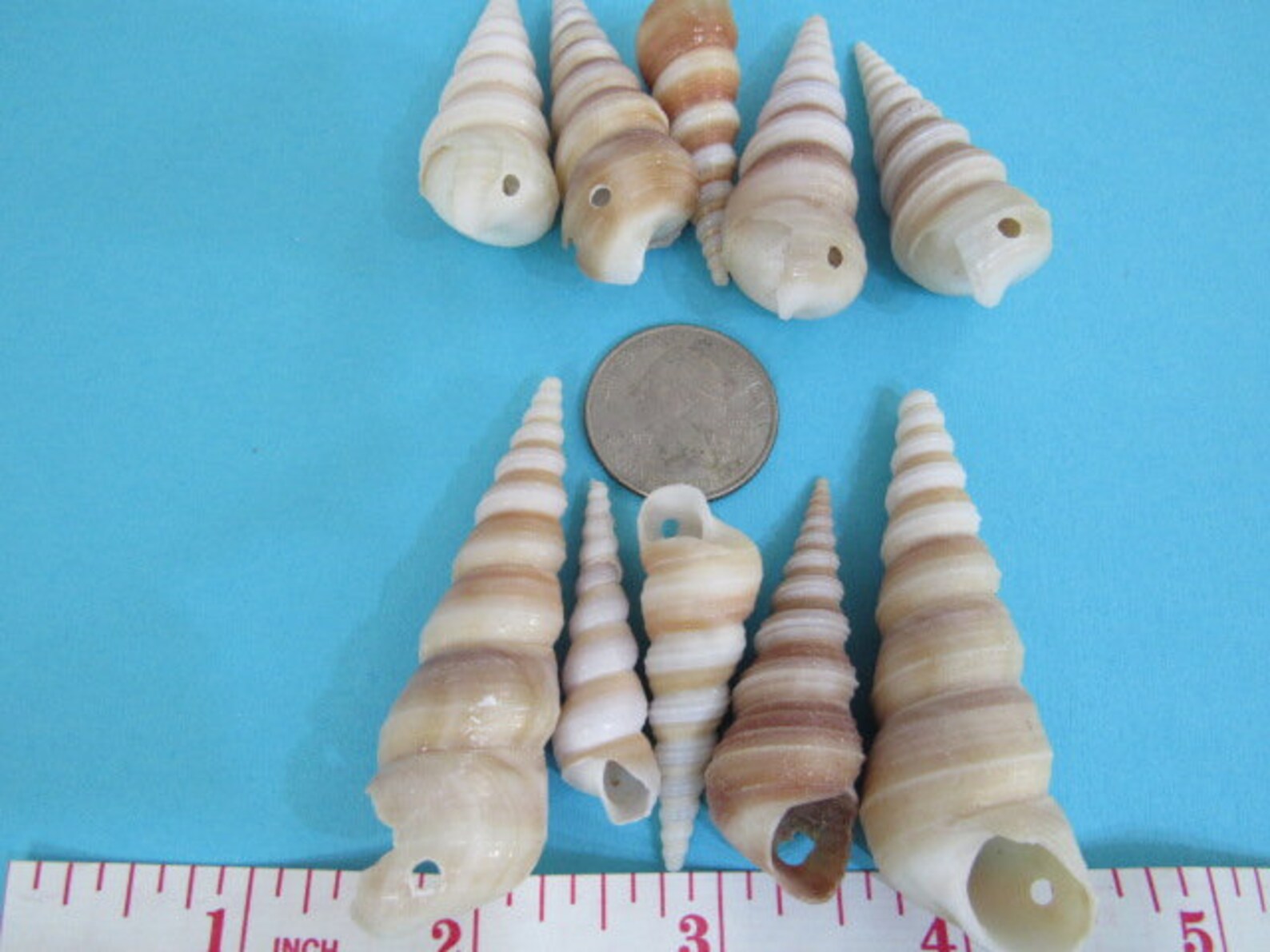 10 Drilled Spiral Shells Brown and White Turretella Seashells | Etsy