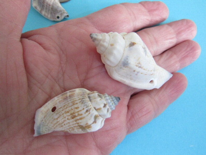 Pre-drilled Seashells Set of 25 Brown and White Chula Shells - Etsy