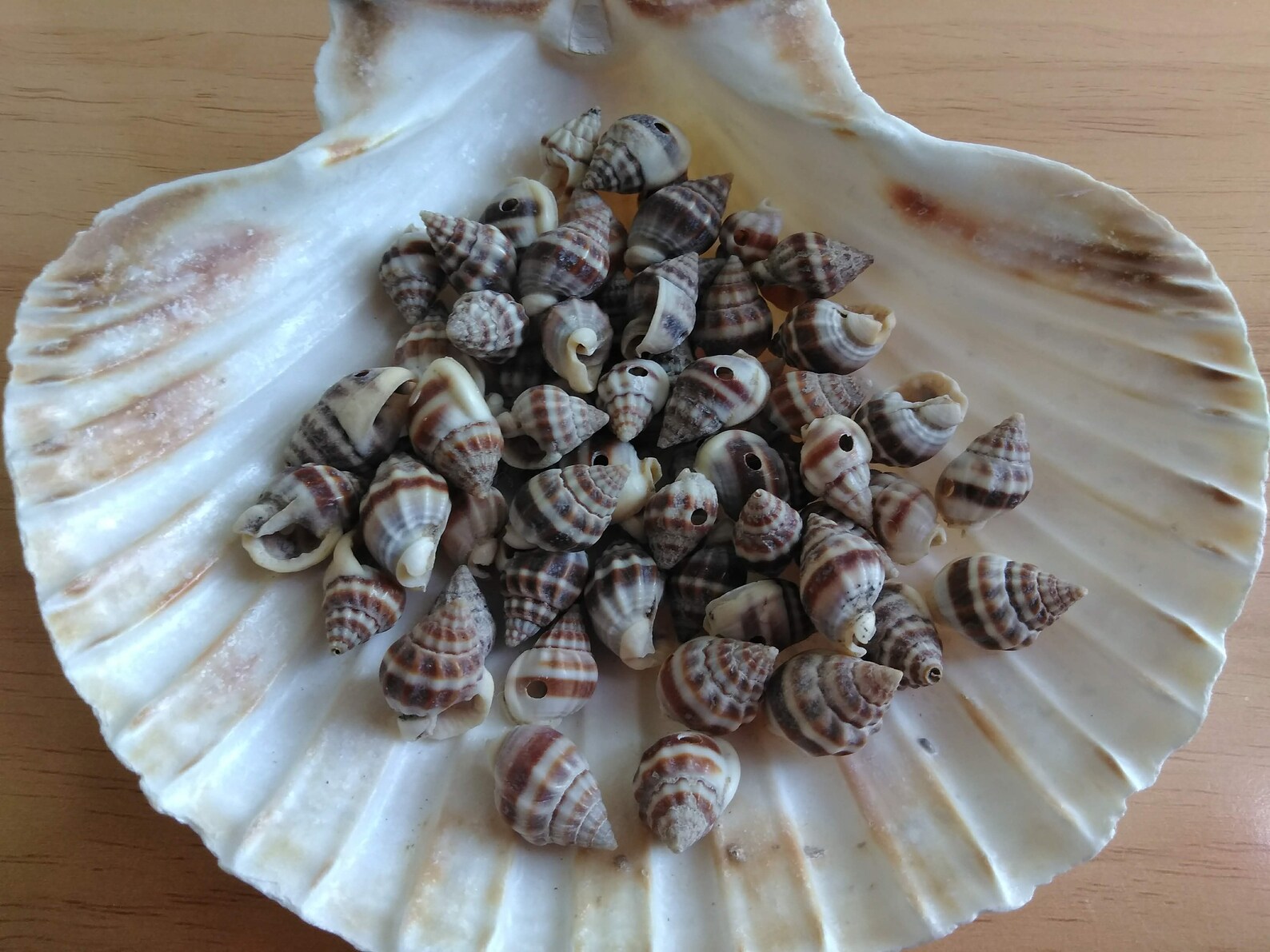25 Drilled Small Seashells Nassarius Phyrus Shells With Holes - Etsy