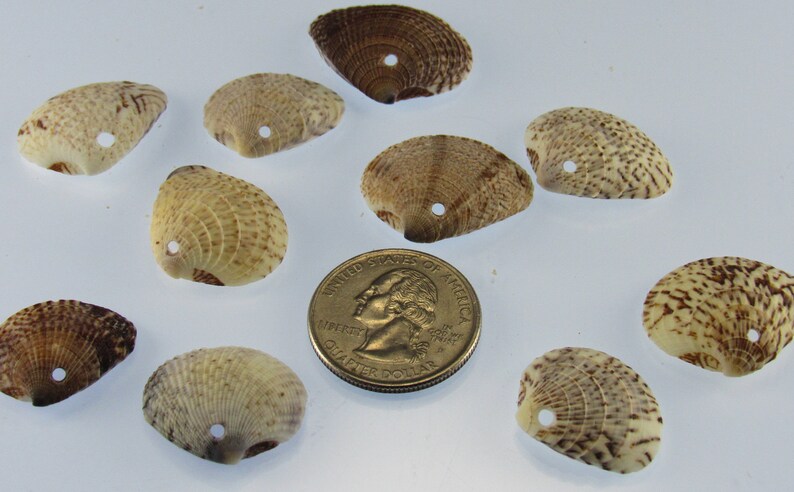 Small Drilled Beach Clam Seashells, Set of 25 Shells With Holes for ...