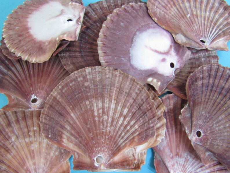 Drilled Shells With Holes Set of 10 Mexican Flat Seashells - Etsy