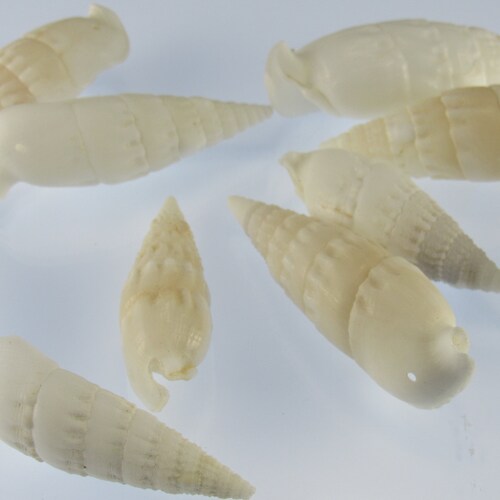 Pre-drilled Seashells Set of 25 Brown and White Chula Shells - Etsy