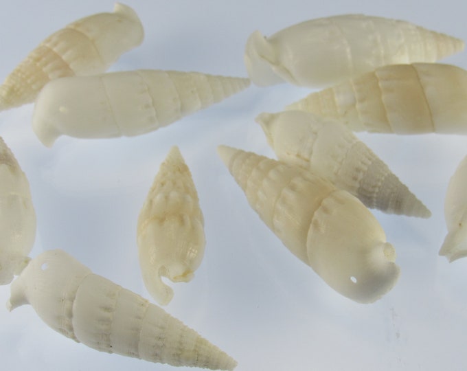 Drilled Pear Shaped Seashells Set of 10 Pyrula Shells With - Etsy