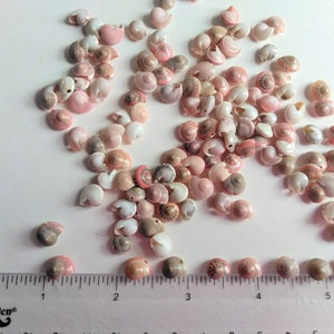 Tiny Pink Drilled Snail Shells, Set of 25 Assorted Pink Umbonium ...