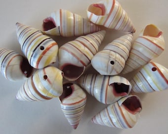 Drilled Pectin Seashells With Holes, Set of 10 Pectins, 2 to 2.75 Inch ...