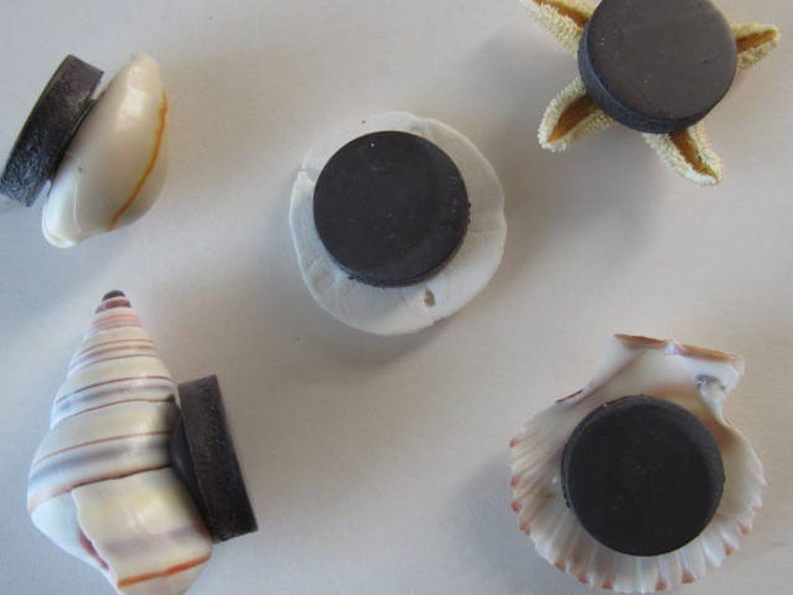 Refrigerator Magnets Set of 5 Seashell Magnets Office Note | Etsy