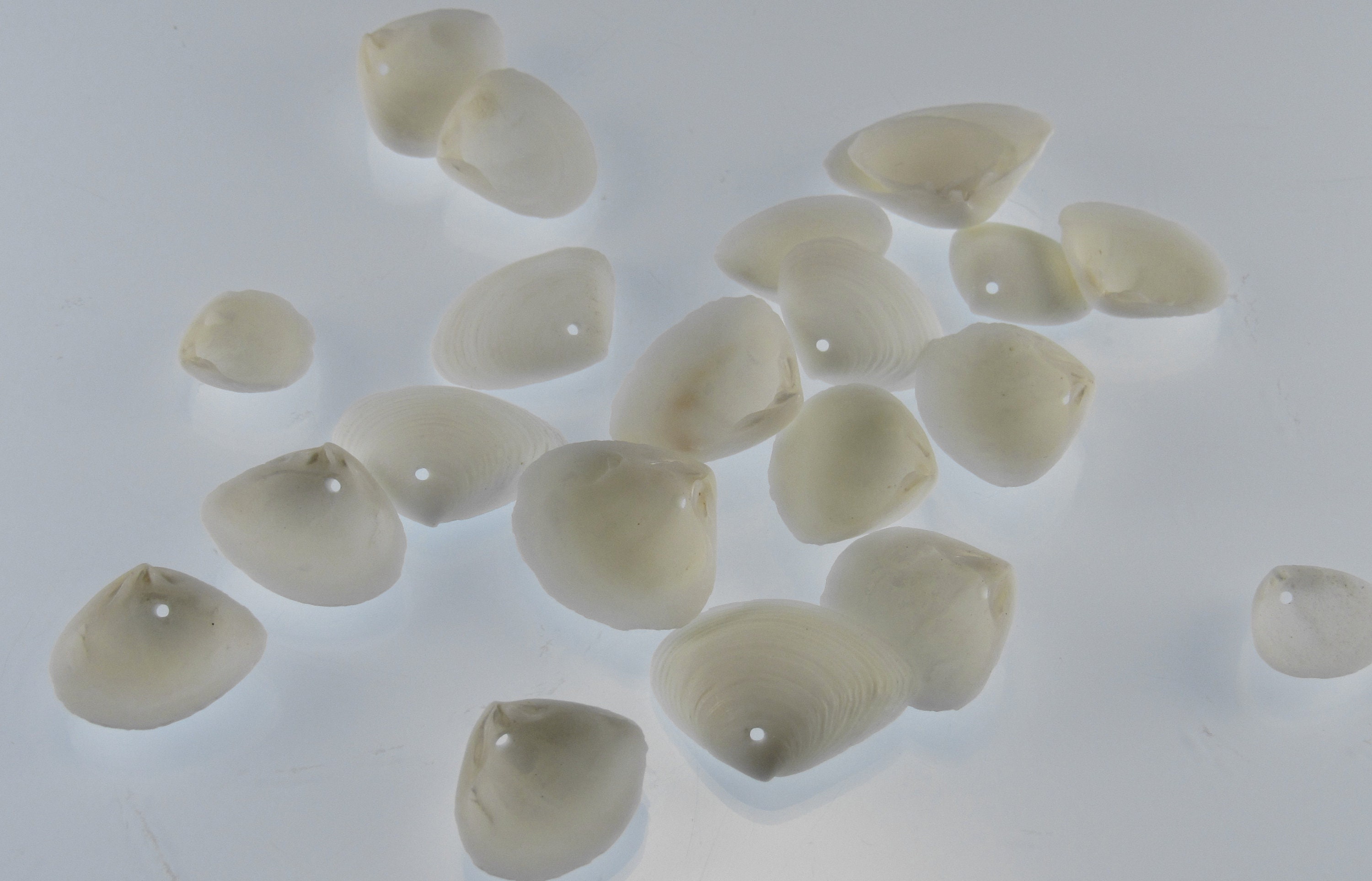 Small Drilled White Cay Cay Seashells, Set of 25 Shells With Holes for ...
