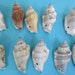 Pre-drilled Seashells, Set of 25 Brown and White Chula Shells With ...