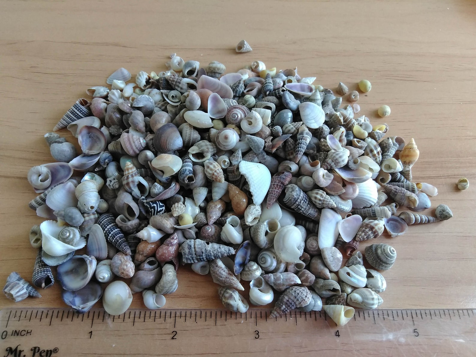 Tiny Seashell Assortment 1/8 to 1 Inch One 3 X 4 - Etsy