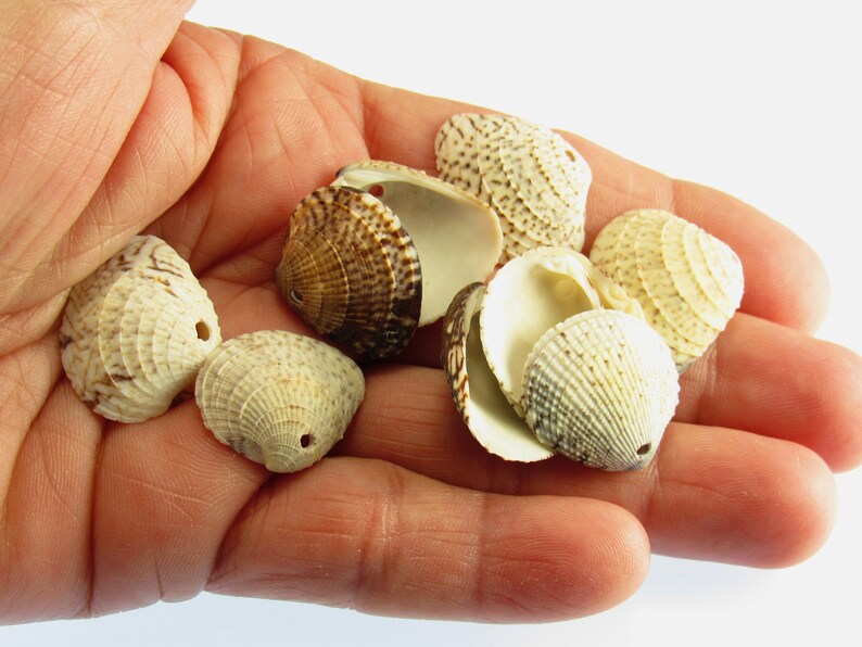 Small Drilled Beach Clam Seashells, Set of 25 Shells With Holes for ...