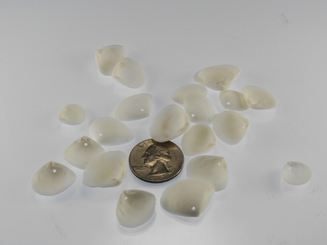 Small Drilled White Cay Cay Seashells Set of 25 Shells With - Etsy