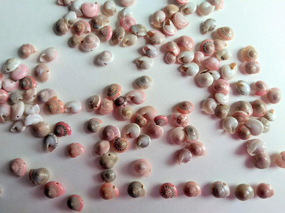 Tiny Pink Drilled Snail Shells Set of 25 Assorted Pink - Etsy